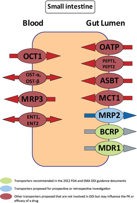 Drug Transporters of Importance in the Liver, Kidney, Intestine, and ...